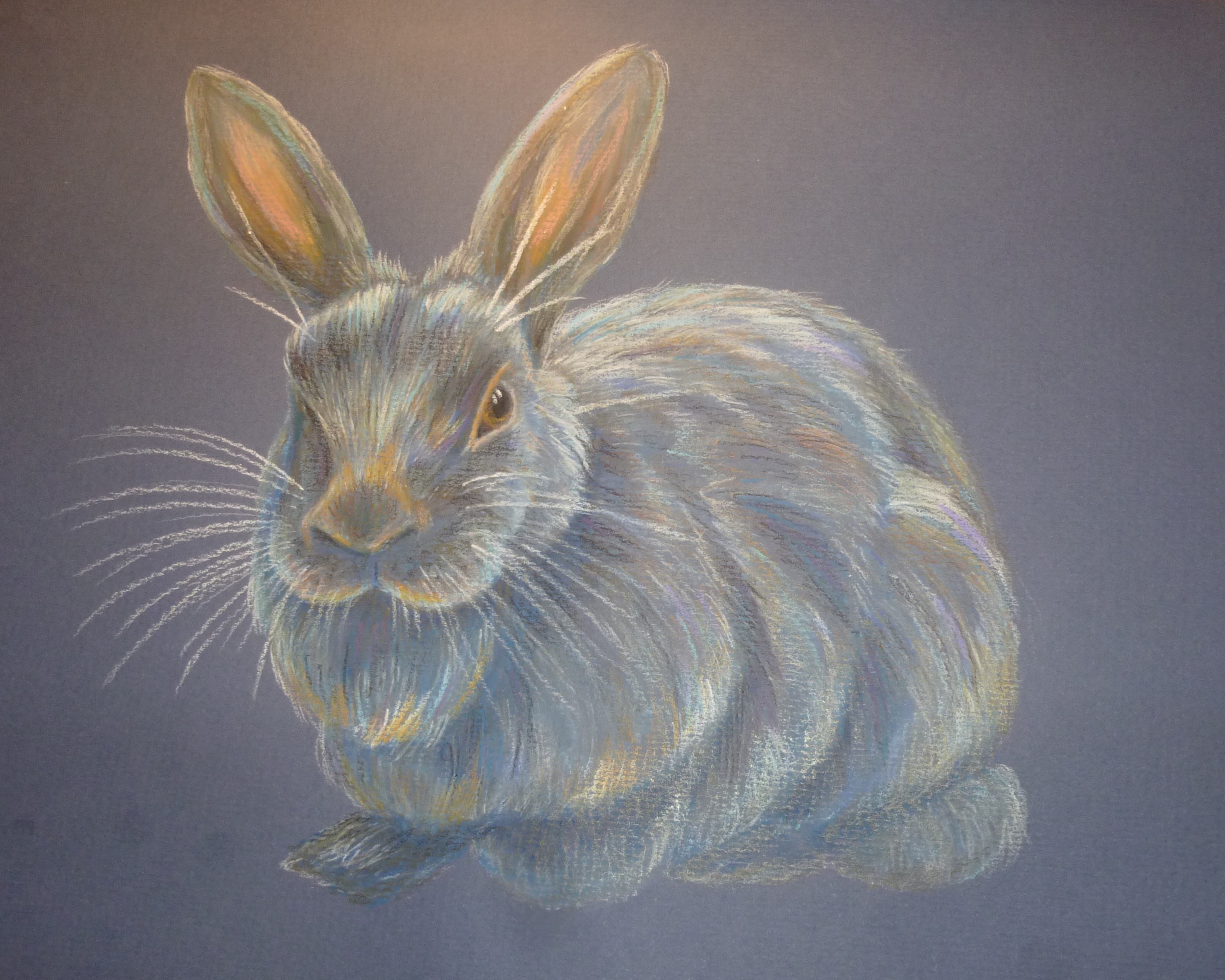 Pictures | Cathy Dann